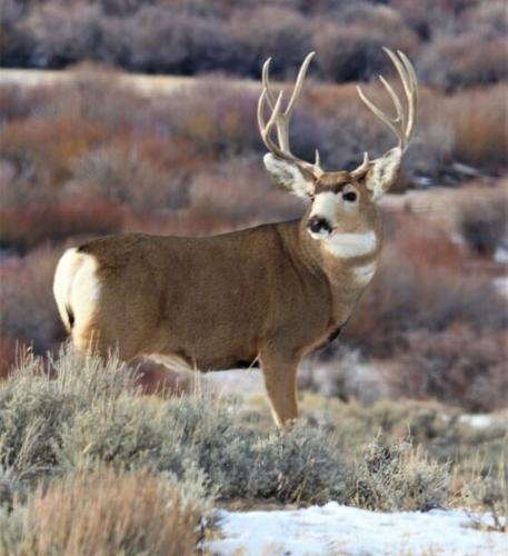 Game and Fish to host mule deer community conversation in Baggs ...