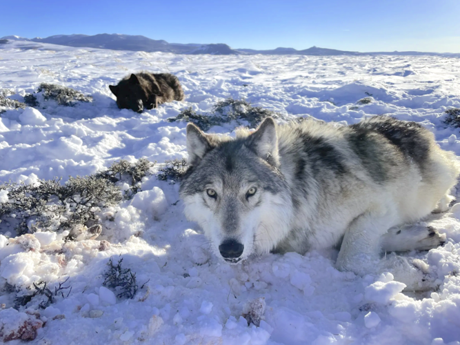 Border killings: How shooters lured historic Colorado wolves to their ...
