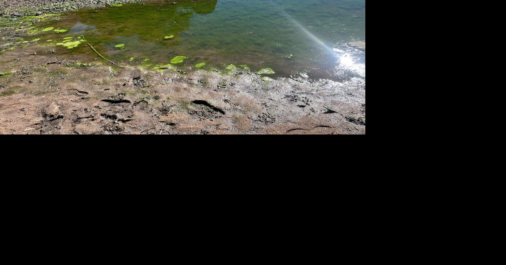 Blue-green algae bloom detected in Granite Springs Reservoir | Local ...