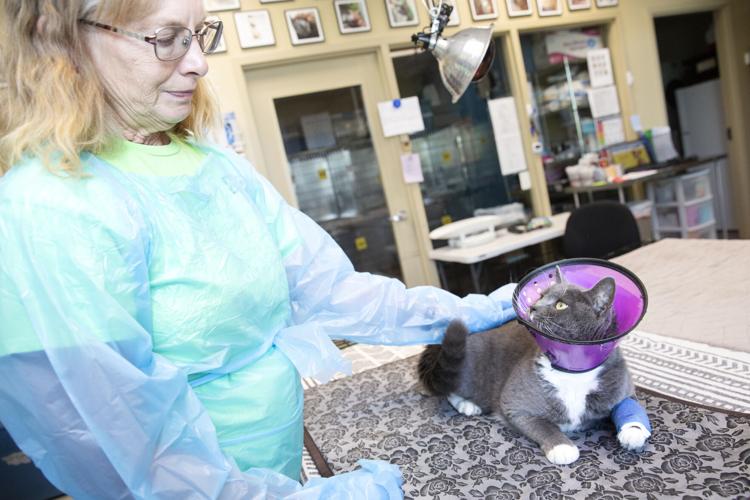 Contract with animal shelter approved by Cheyenne City Council | Local ...