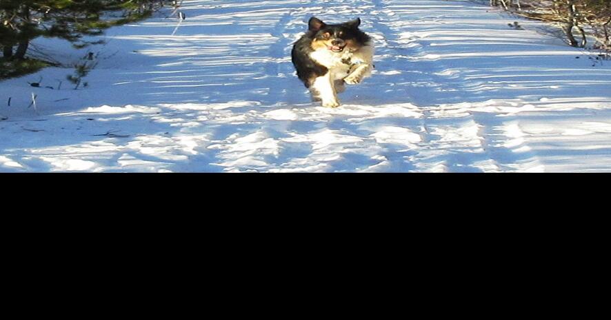 With winter, the Snow Dog returns | News | wyomingnews.com