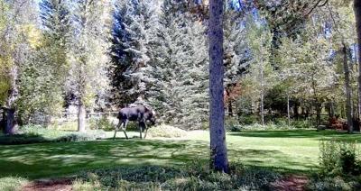 Biker breaks his pelvis in collision with moose rump | Rawlins Times ...