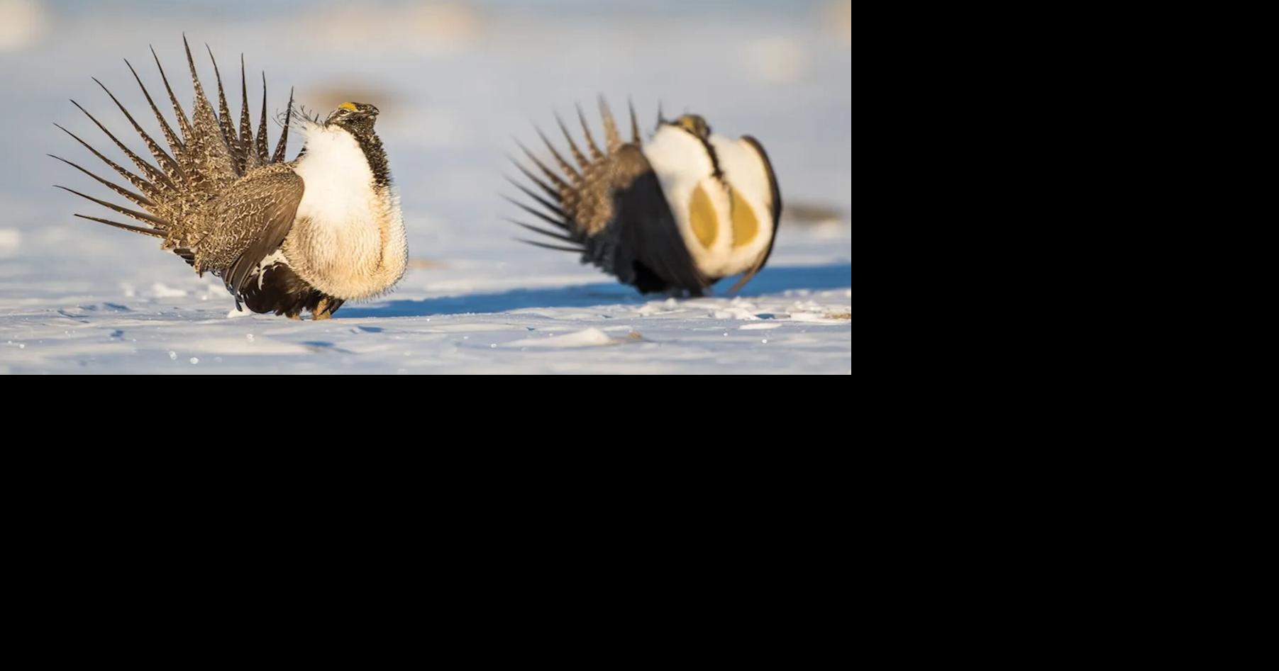BLM offers updated sage grouse plan | Local News | wyomingnews.com