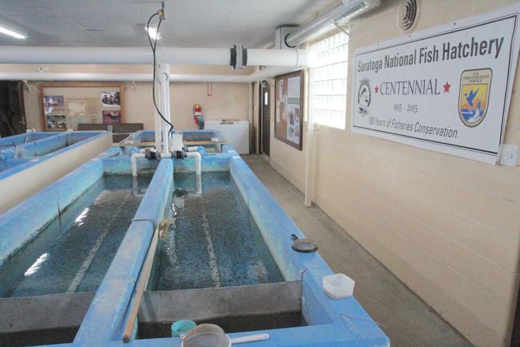 Trump cuts may cost a trout-brooding, Wyoming toad-rearing federal ...