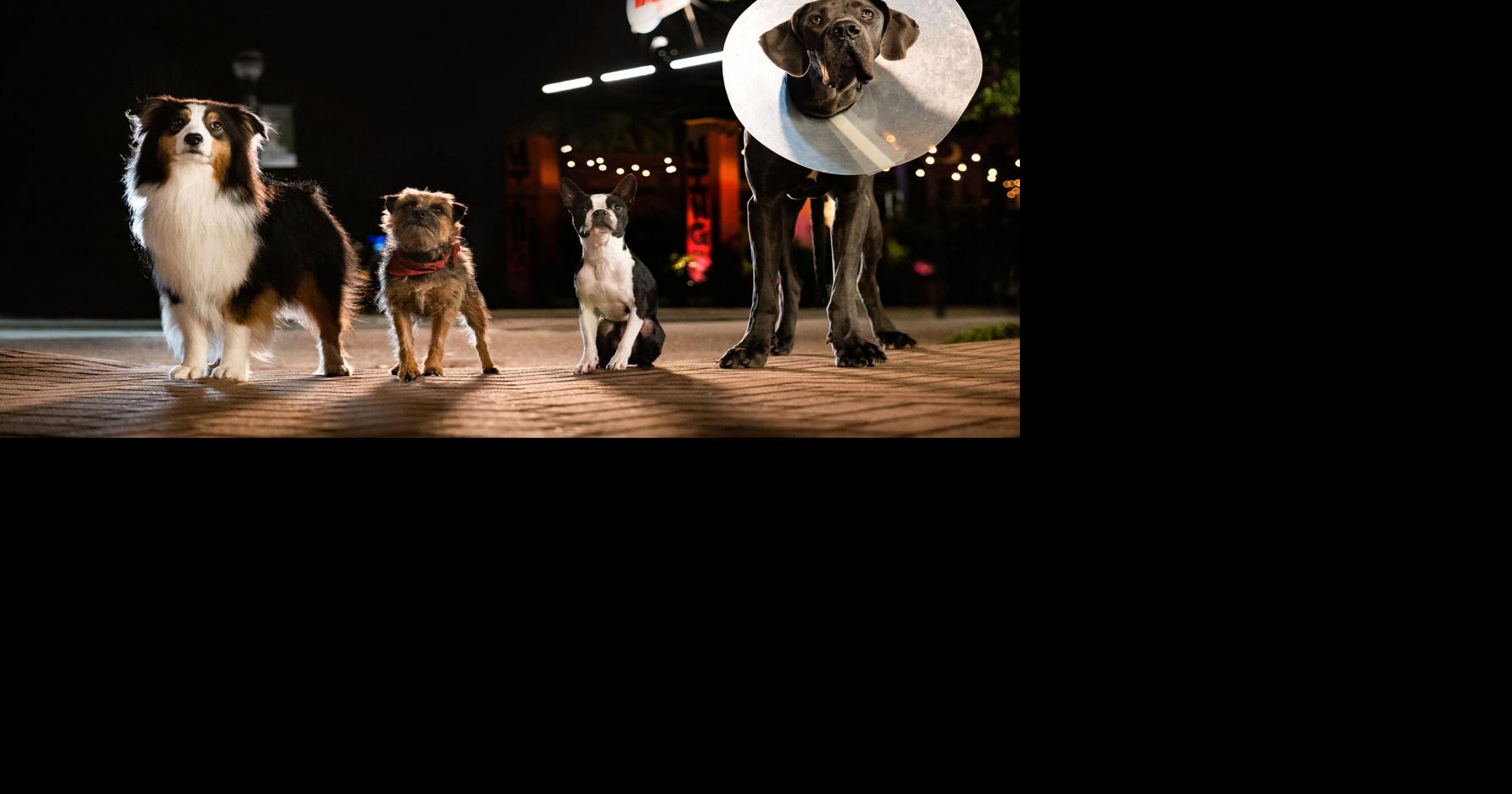 ‘Strays’ review: Dogs go hunting for laughs on comedy’s mean streets ...