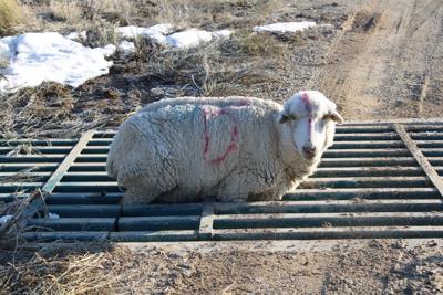 Encountering the unexpected | News | wyomingnews.com