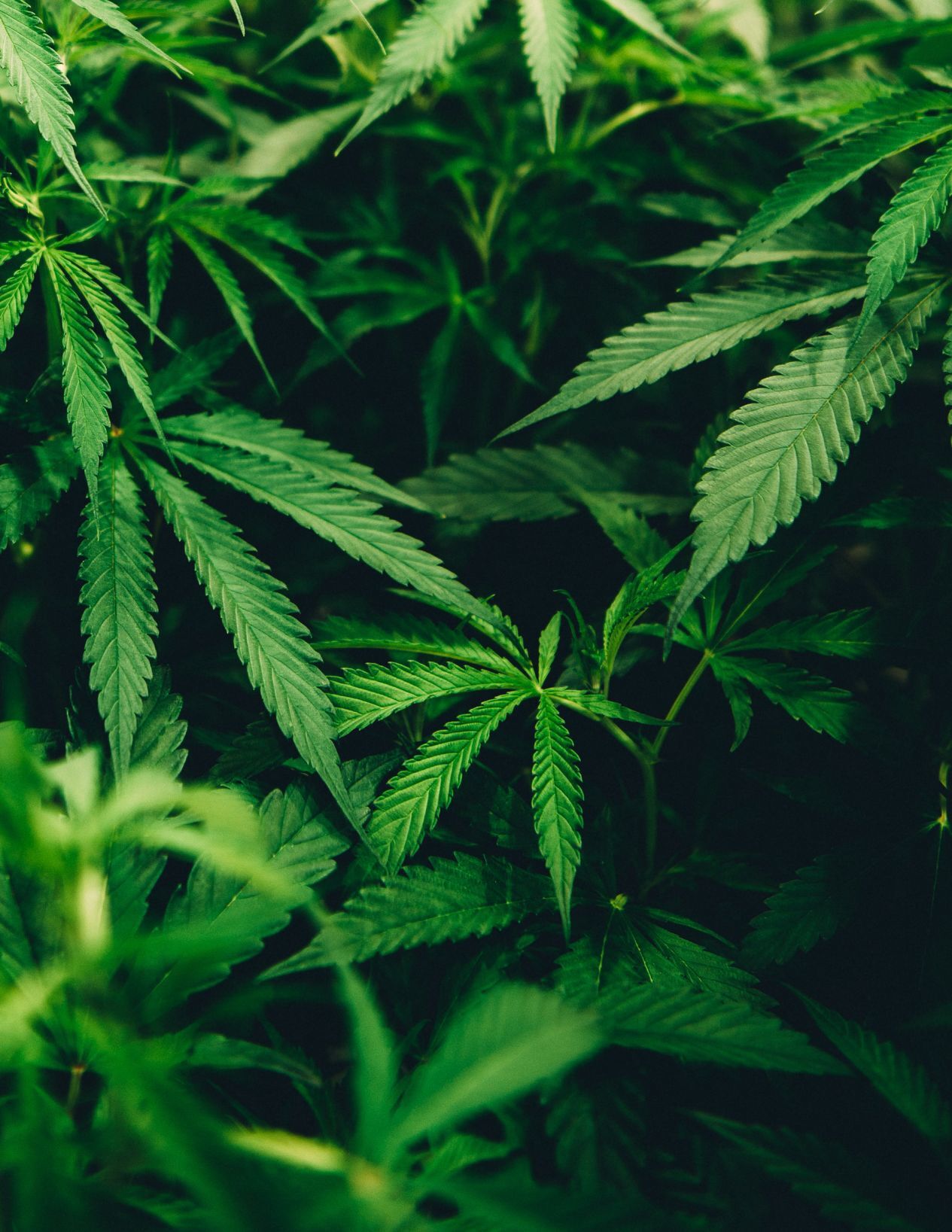‘How is this legal?’: Cannabis dispensary opens in Evanston | Local ...