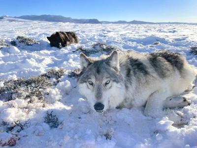 Wyoming is killing Colorado’s wolves, again, and the state’s keeping it ...