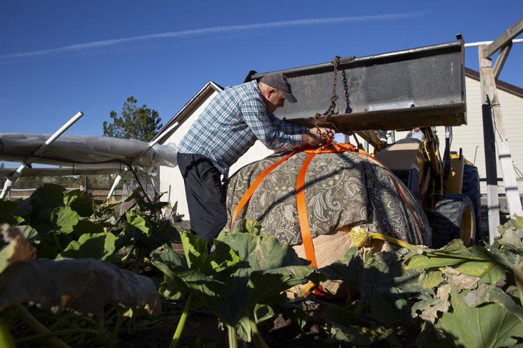How to transport a giant pumpkin | Gallery | wyomingnews.com