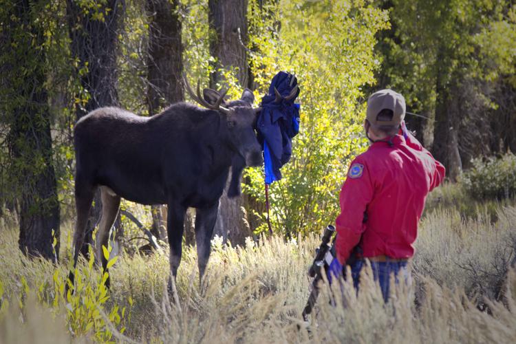 Capturing the hidden moments of Wyoming wildlife management | Local ...