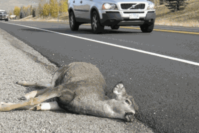 roadkill rules