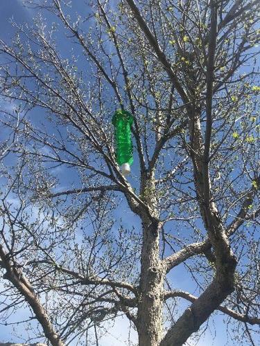 Urban Forestry to place Emerald Ash Borer traps in city parks ...