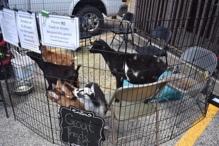 Goat Ladies of Rock River offer benefits of therapy goats | Rawlins ...