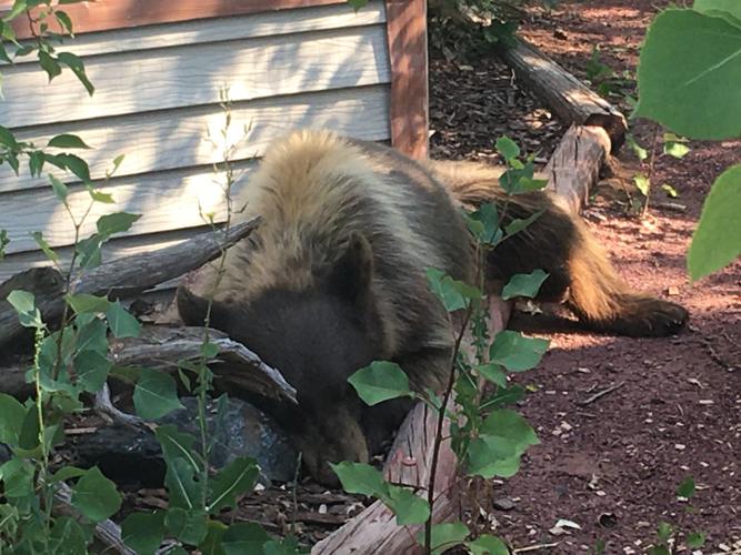 Adolescent black bear captured in Laramie and released into Snowy Range ...