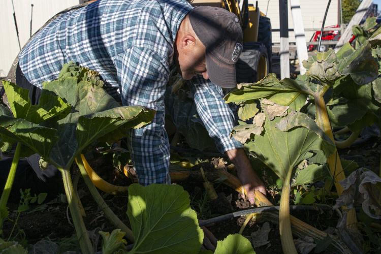 How to transport a giant pumpkin | Gallery | wyomingnews.com