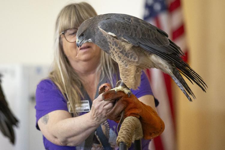 Raptor Tools with Rocky Mountain Raptor Program | Gallery | wyomingnews.com