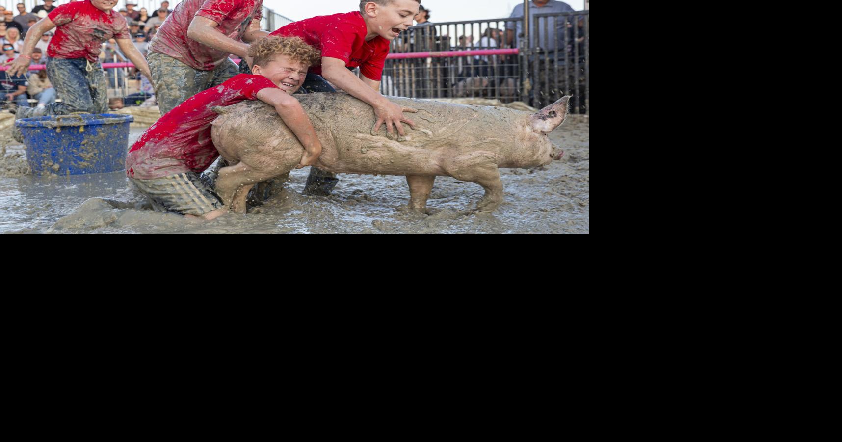 Pig Wrestling | Gallery | wyomingnews.com