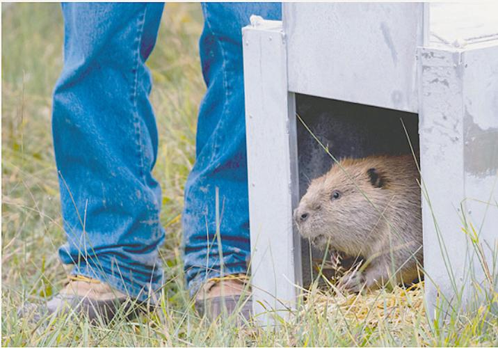 Leave it to beavers: Restoring beaver populations helps our environment ...