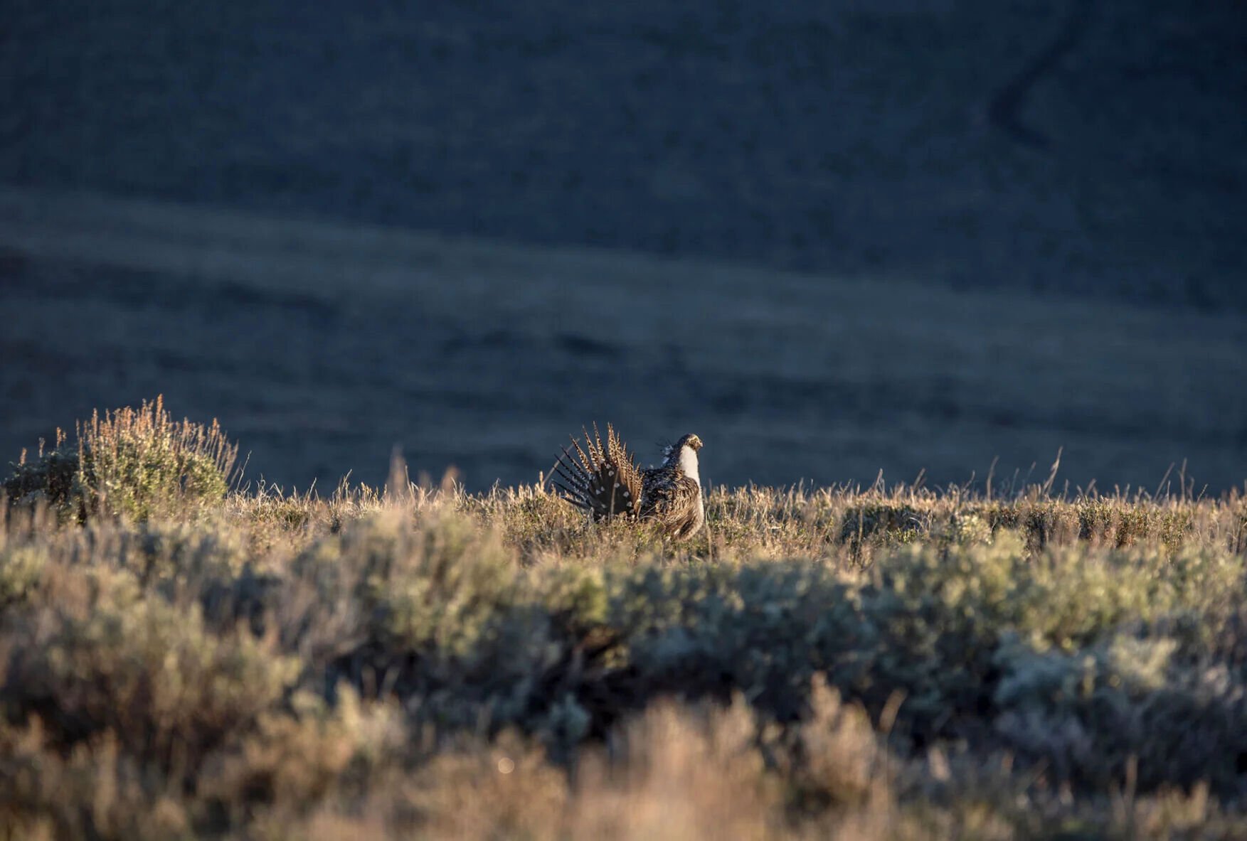 Bureau of Land Management proposes oil and gas leases in core sage ...