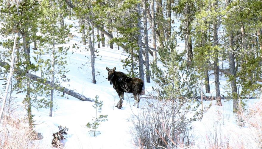 Volunteers needed for Winter Moose Day | News | wyomingnews.com