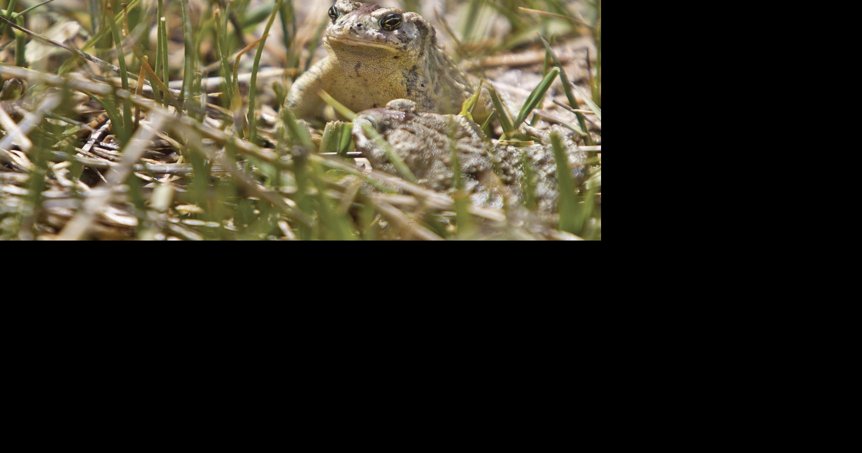 Hundreds Of Adult Toads Released In Laramie River Basin Local News