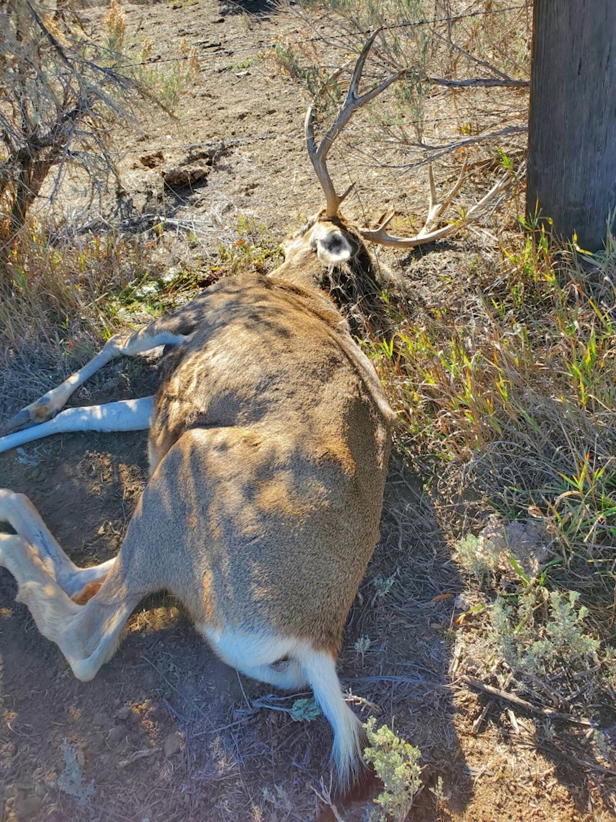 Despite CWD surge, northwest Wyoming mule deer hunters, outfitters ...