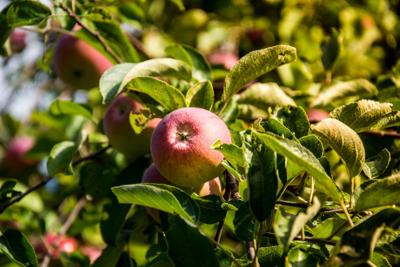 A general guide to growing fruit trees and shrubs in Cheyenne | To Do ...
