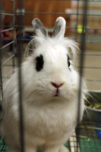 Off to a fluffy start: Kids show rabbits, handling skills at fair ...