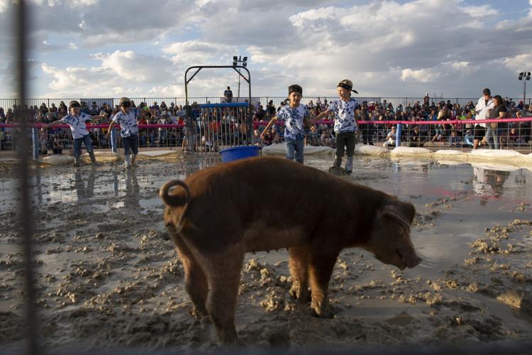 Pig Wrestling | Gallery | wyomingnews.com