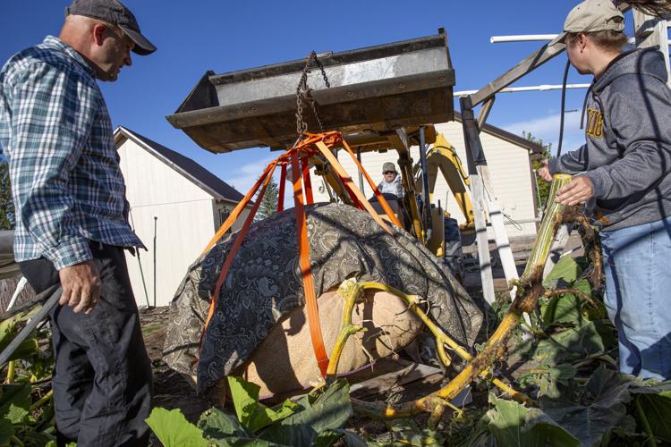 How to transport a giant pumpkin | Gallery | wyomingnews.com