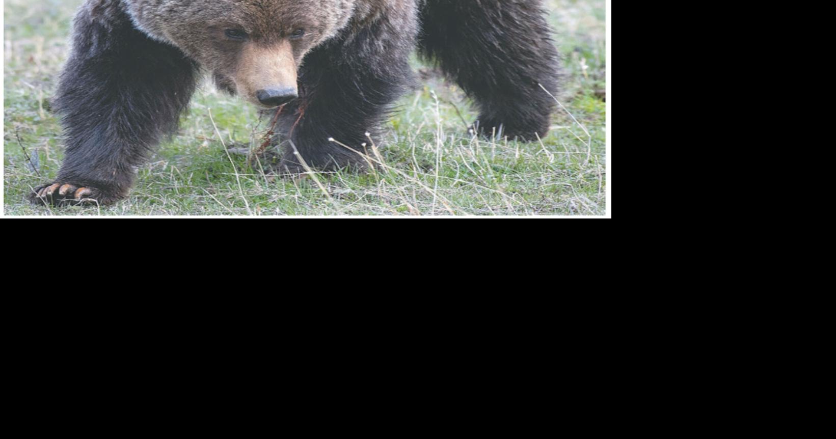 Improving grizzly bear genetic diversity a work in progress | Local ...