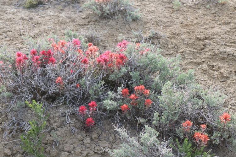 Celebrating native plant month as flowers begin to bloom | Local News ...