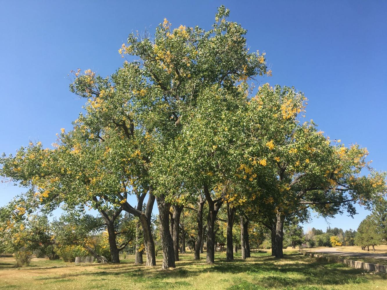 High Plains Arboretum tree and shrub sale features Cheyenne superstars ...