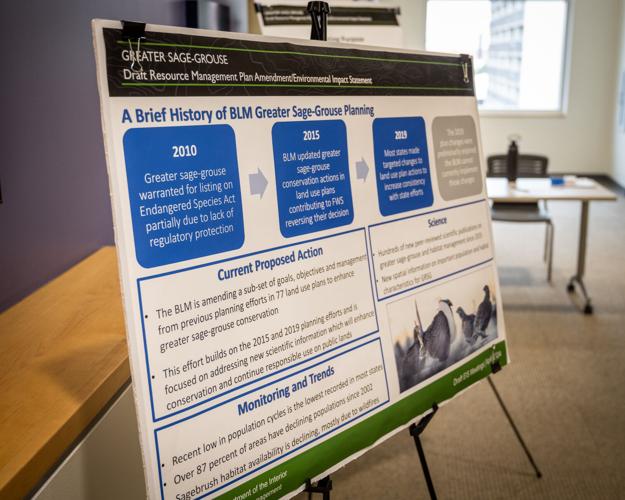 BLM presents potential plans to support greater sage-grouse | News ...