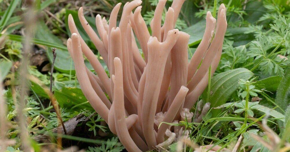 Rare species of pink fungus discovered in UK for first time | National ...