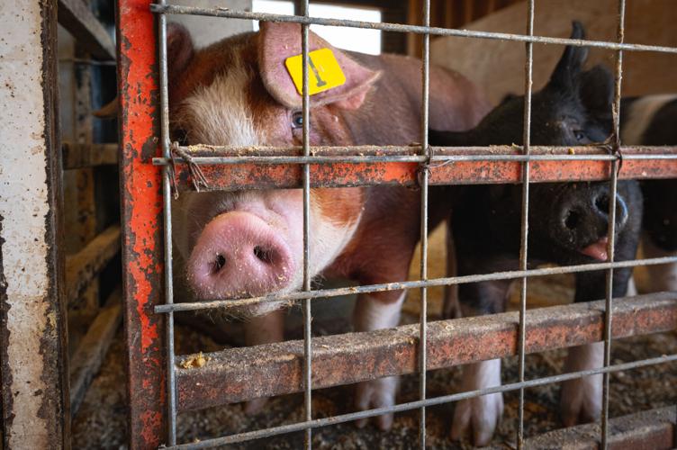 'We have good livestock to raise great kids': Community celebrates ...