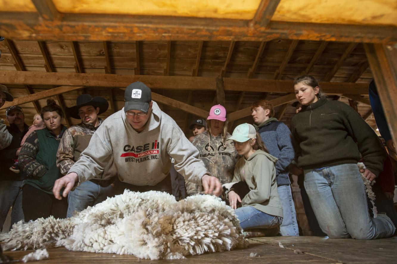 All the buzz: Sheep shearing class passes technique to new generation ...
