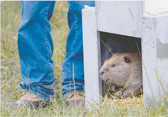 Leave it to beavers: Restoring beaver populations helps our environment ...