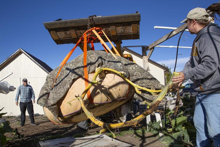 How to transport a giant pumpkin | Gallery | wyomingnews.com