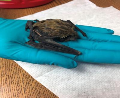 Bat found in Lions Park on Memorial Day tests positive for rabies ...