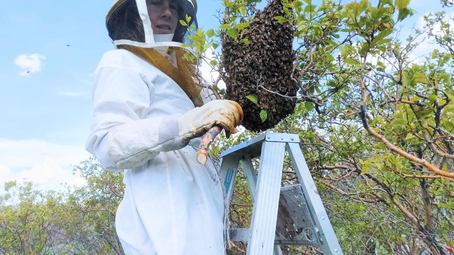 Artist and beekeeper Susan Slomski debuts oil paintings and honey at ...