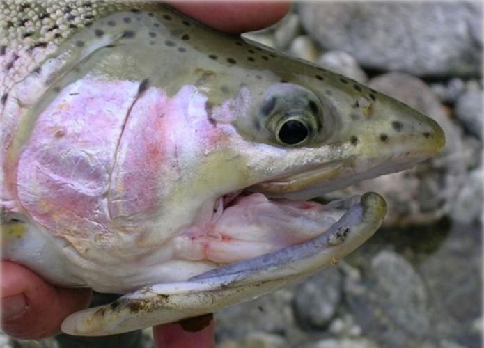On the North Platte, where anglers maim 1 in 4 trout, Wyoming goes ...