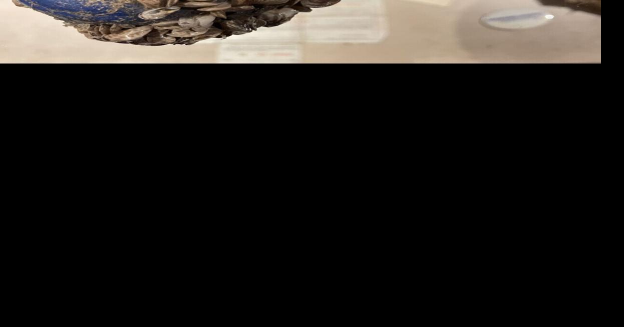 WGFD on alert for possible invasive aquatic species | Current Edition ...