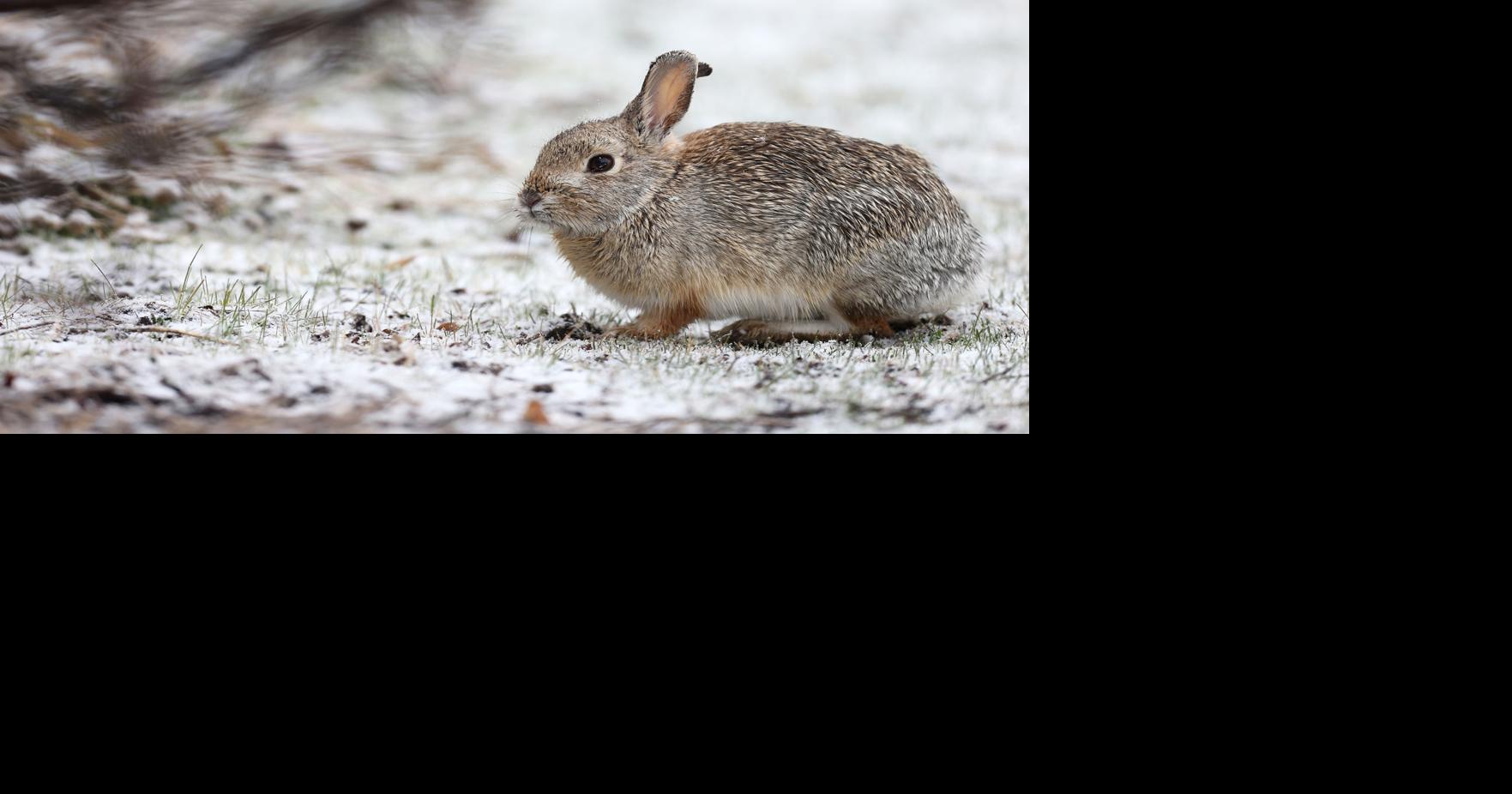 Rabbit hemorrhagic disease confirmed in Wyoming | Local News ...