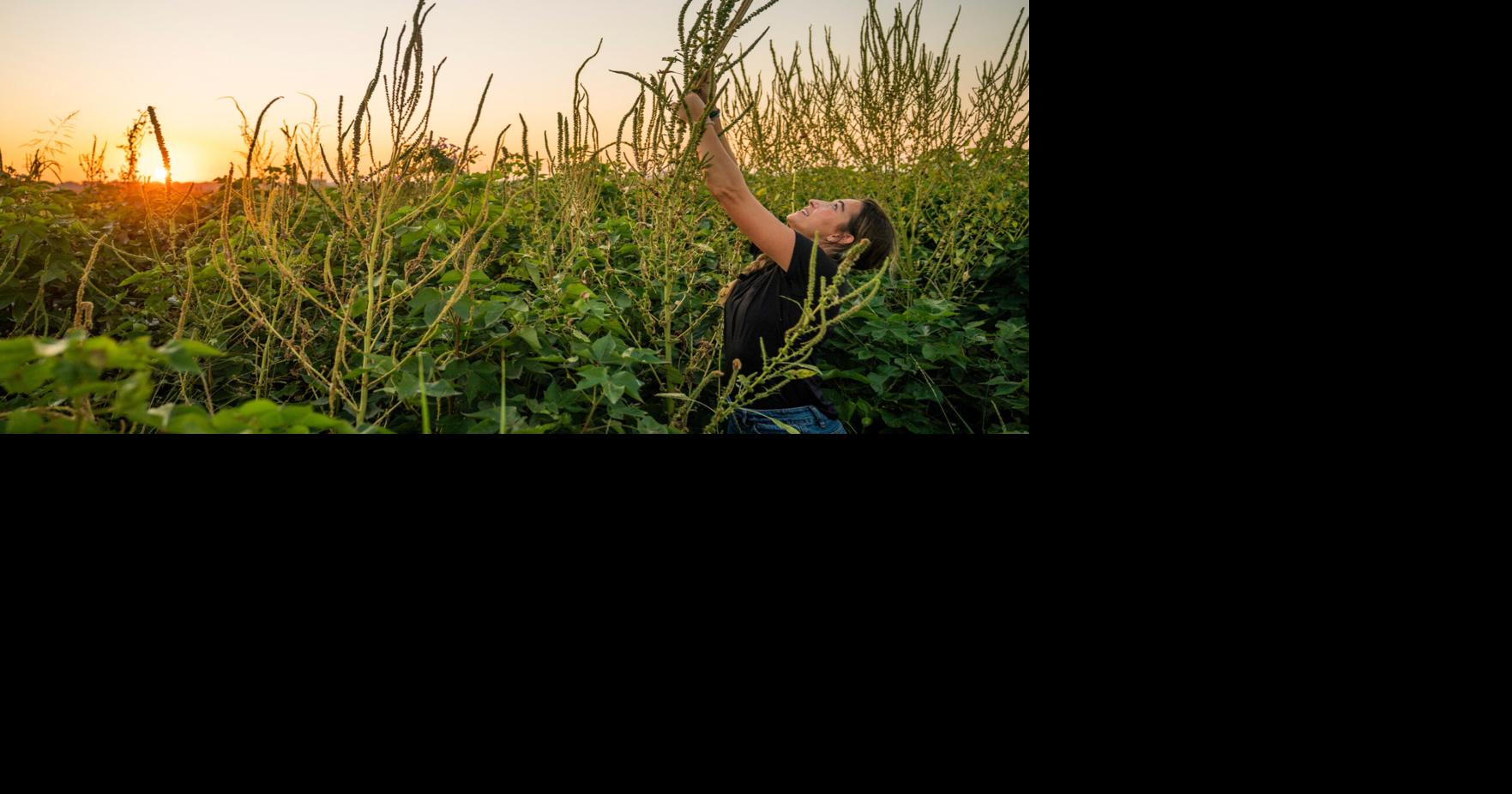 New noxious weed could wreak crop havoc | Local News | wyomingnews.com