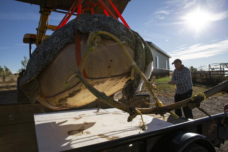 How to transport a giant pumpkin | Gallery | wyomingnews.com