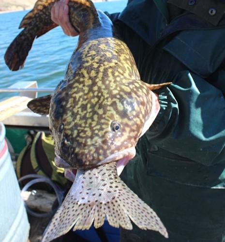 Help southwest fisheries by harvesting burbot and lake trout | Rocket ...