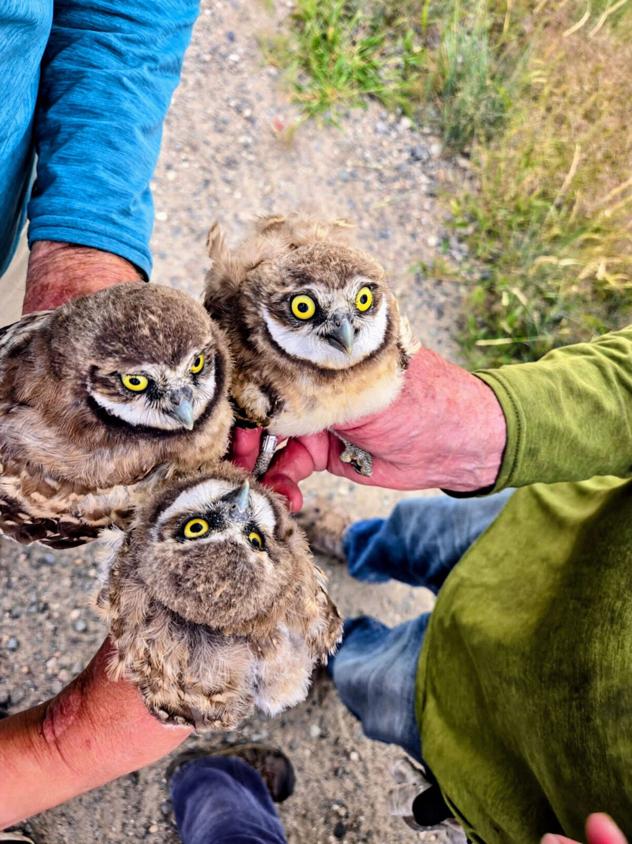 Burrowing owl research seeks what’s causing rapid decline | Local News ...