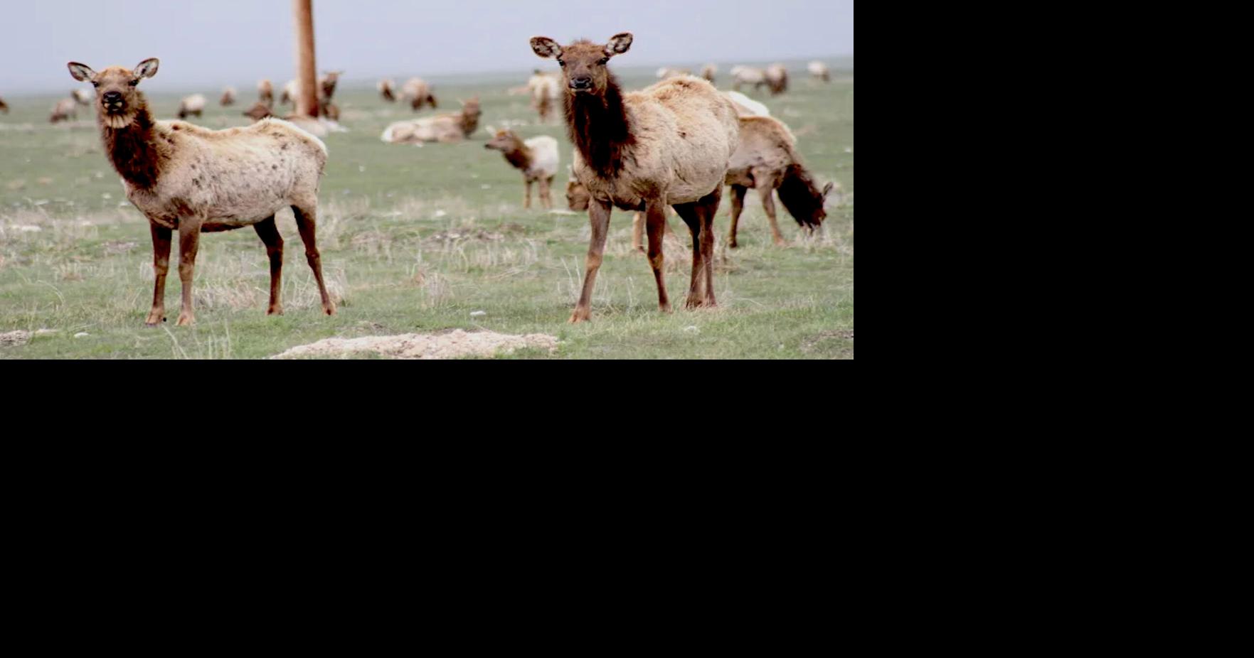 ‘Judas elk’ to help target Jackson Hole ‘suburban elk,’ easing pressure ...