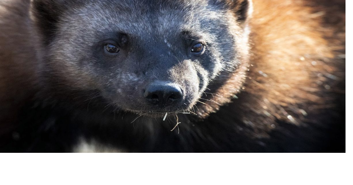 ZooMontana one of three zoos in nation with successful wolverine ...
